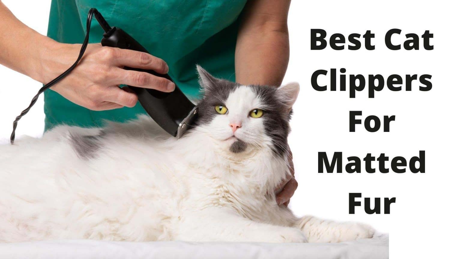 Discover the Best Cat Clippers for Matted Fur | The ideal cat